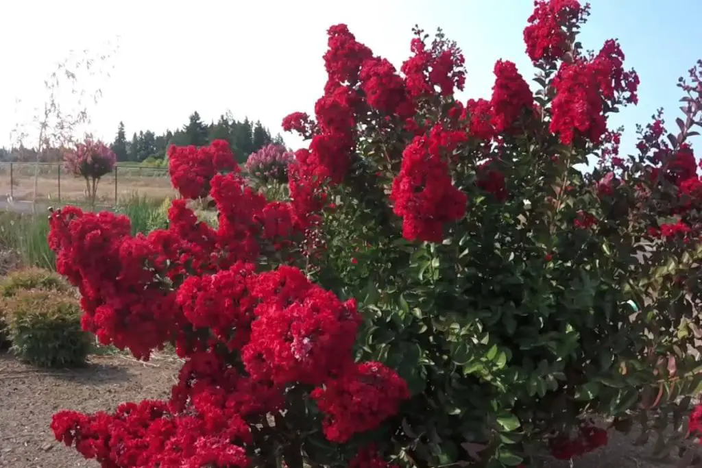 Red Rocket Crape Myrtle vs Dynamite: Which One is the Best Crape Myrtle for Your Garden?