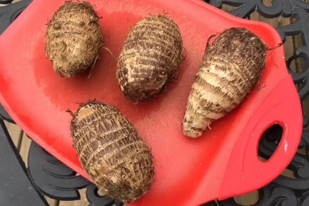 Malanga vs. Yautia: What's the Difference?