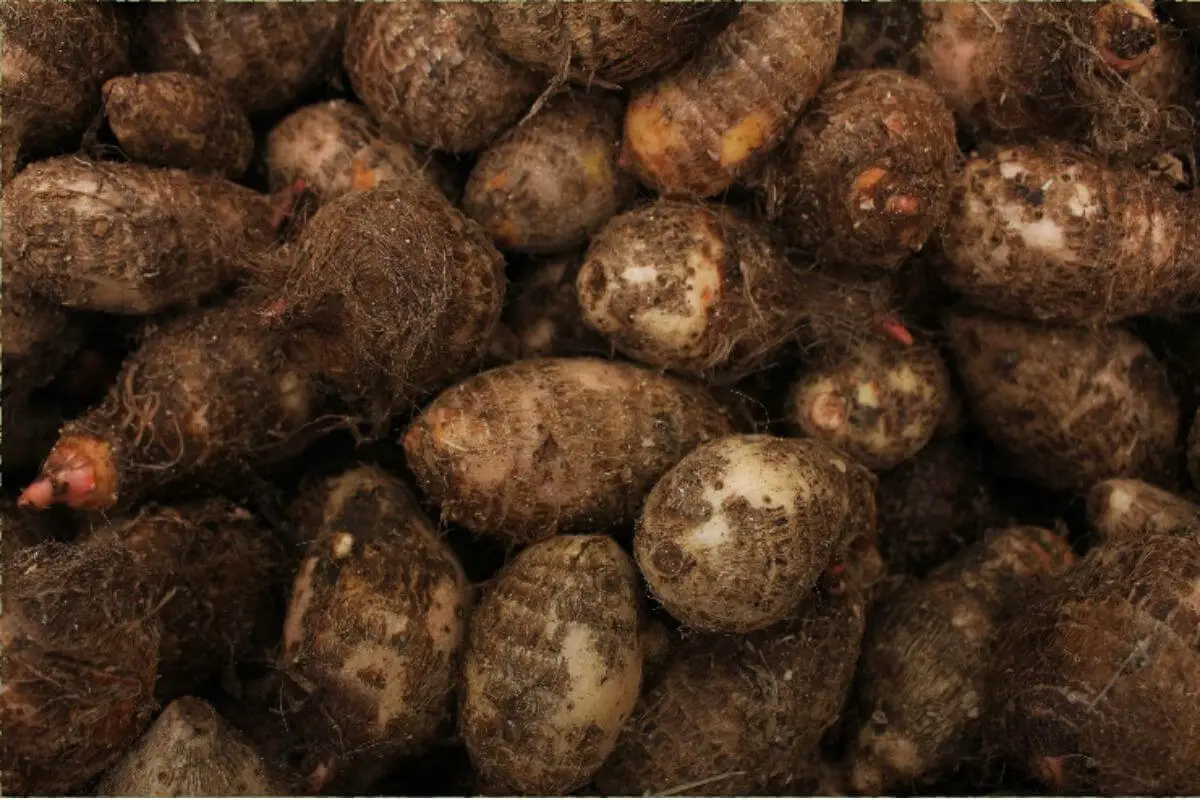 Malanga vs. Yautia: What's the Difference? Malanga vs. Yautia: What's the Difference?