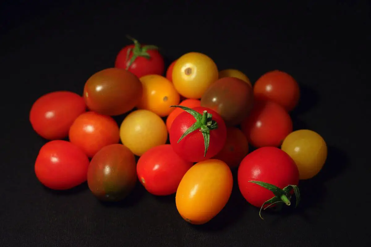 Sweet 100 Tomato vs. Super Sweet 100: A Delicious Comparison