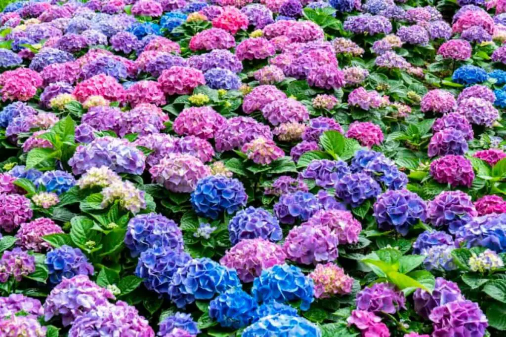 All Summer Beauty Hydrangea vs. Endless Summer: Choosing the Perfect ...