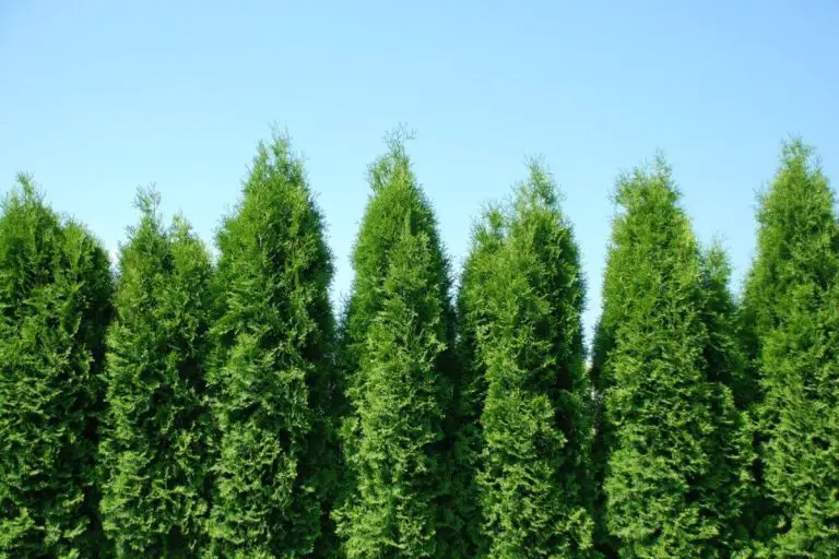 Spring Grove Arborvitae vs Green Giant: Choosing the Perfect Privacy ...
