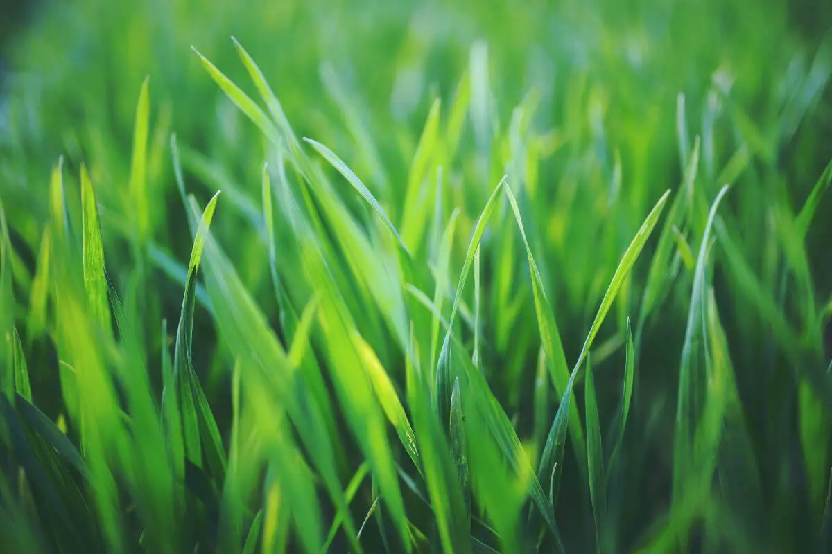 Zeon Zoysia vs Emerald Zoysia: Choosing the Perfect Grass for Your Lawn