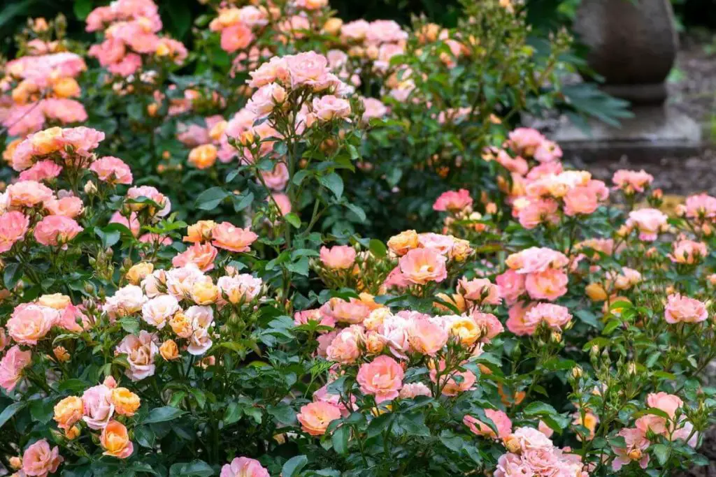 Apricot vs Peach Drift Rose: A Blossoming Comparison