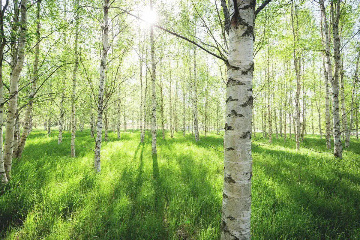 Heritage Birch vs. River Birch: Exploring the Differences and Benefits