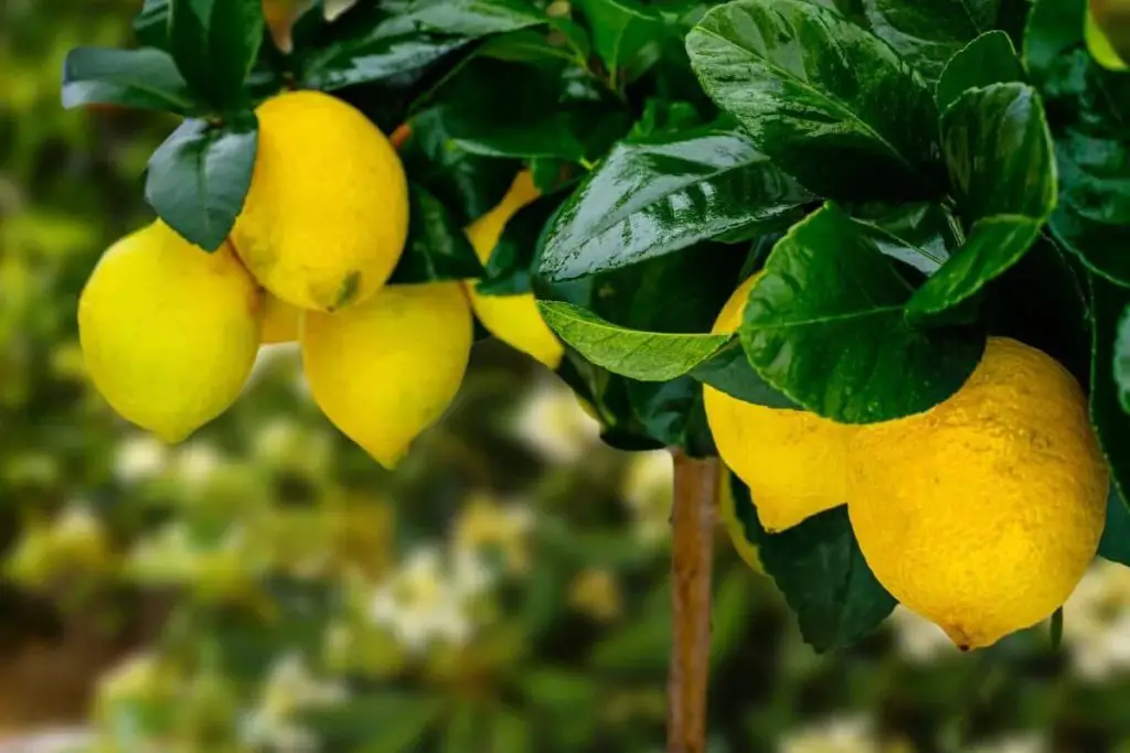 Meyer Lemon Bush vs. Tree: Which One is Right for Your Garden?