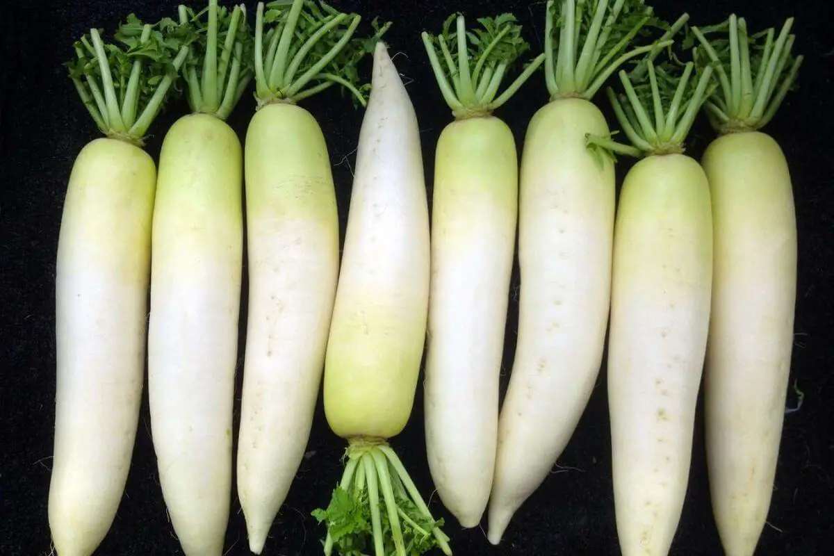 White Icicle Radish vs. Daikon: A Guide to Choosing the Right Radish ...