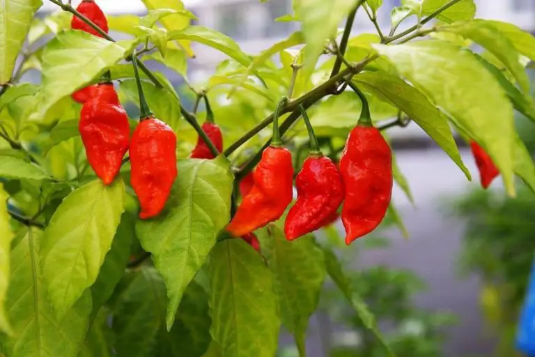 Naga Jolokia vs. Bhut Jolokia: Exploring the World's Hottest Peppers