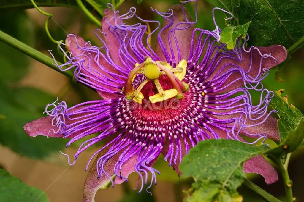 Passiflora Incense vs. Incarnata: Exploring the Differences