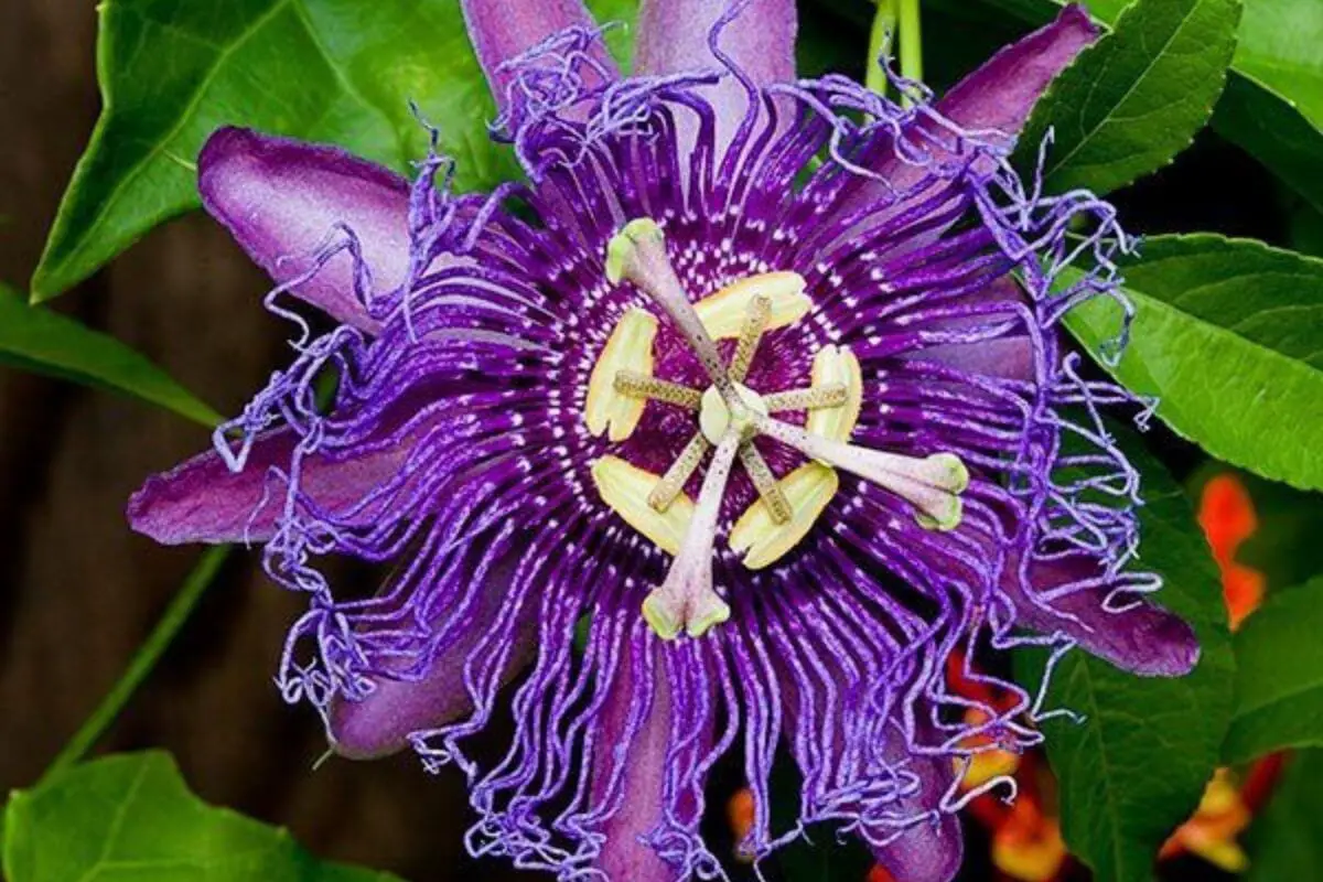 Passiflora Incense vs. Incarnata: Exploring the Differences