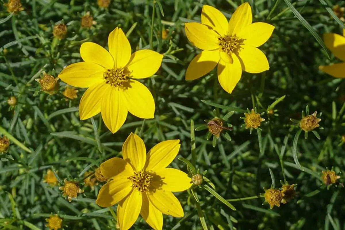 Coreopsis Zagreb vs. Moonbeam: A Blooming Showdown