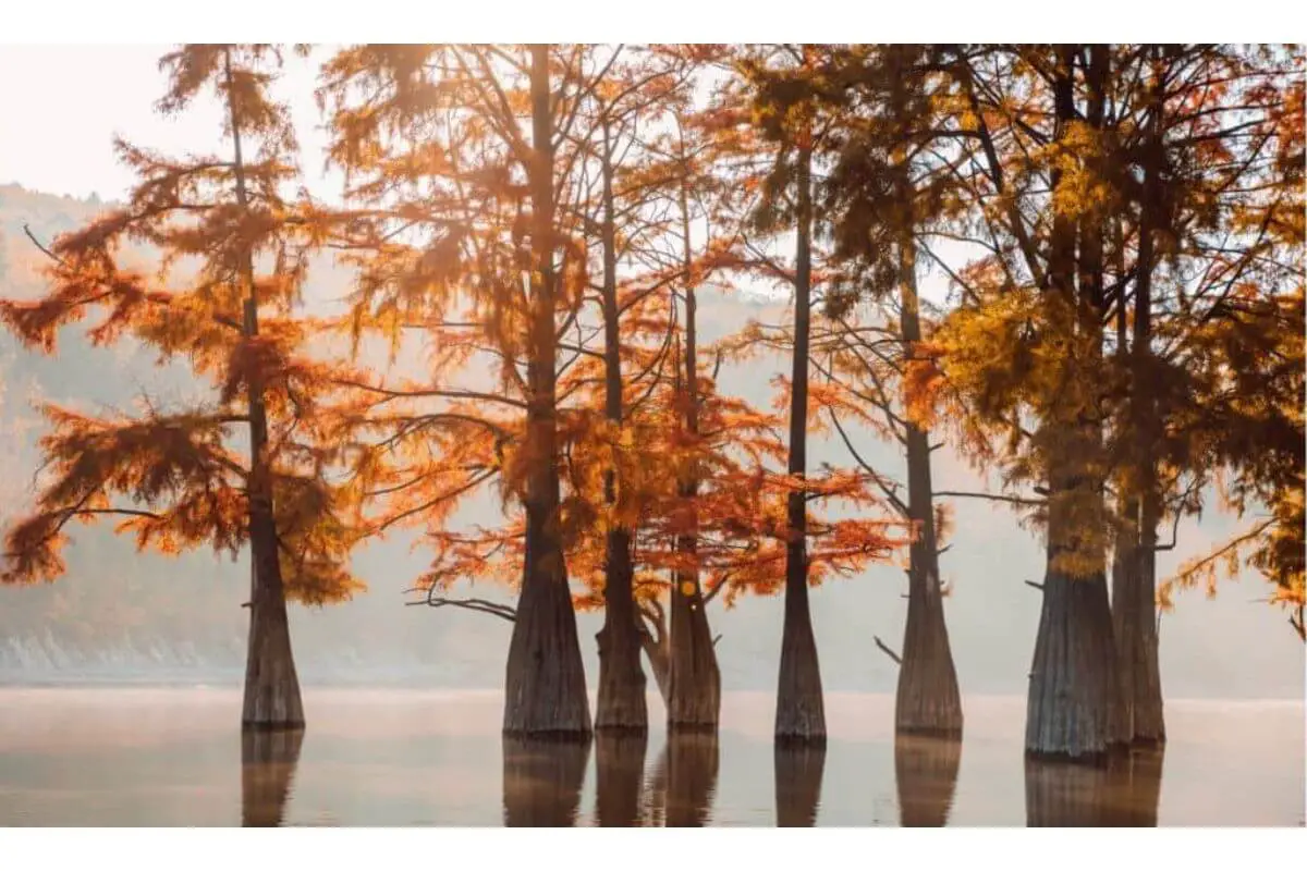 Dawn Redwood vs. Bald Cypress: A Comparative Guide