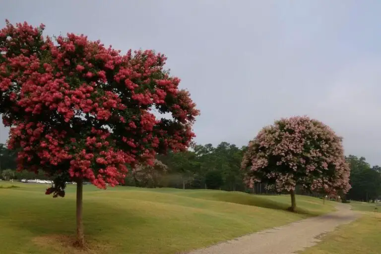 Single Trunk vs. Multi-Trunk Crape Myrtle: Which Is Right for Your Garden?