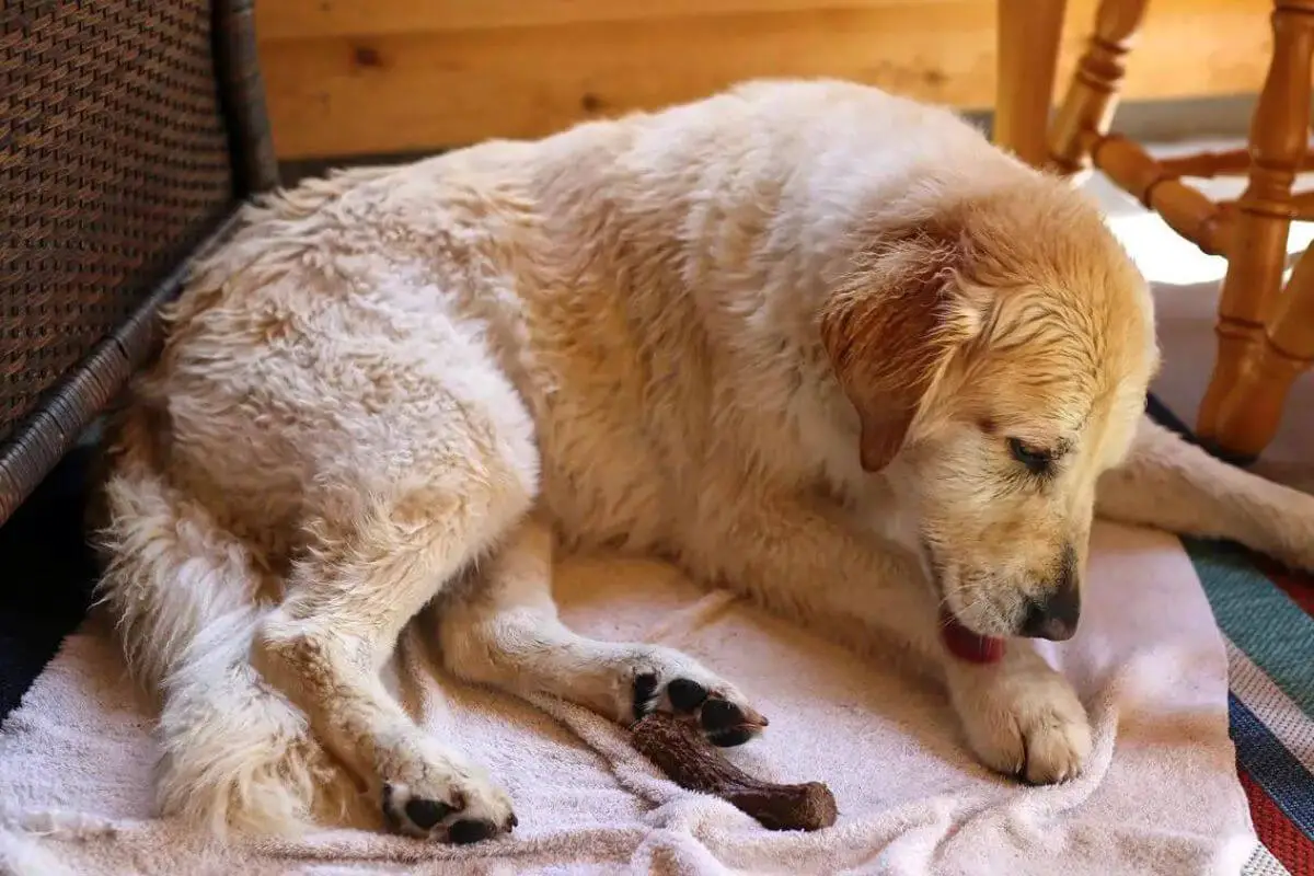 The Quirky Habit of Dogs: Why Do They Lick Themselves After a Bath?