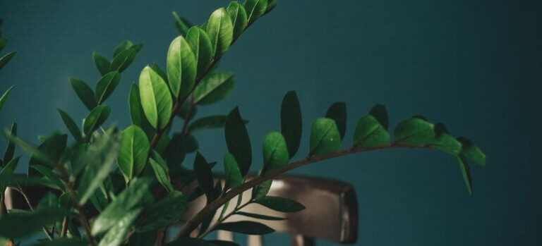 Best Indoor Trees for Low Light: Greenery That Thrives in Shade