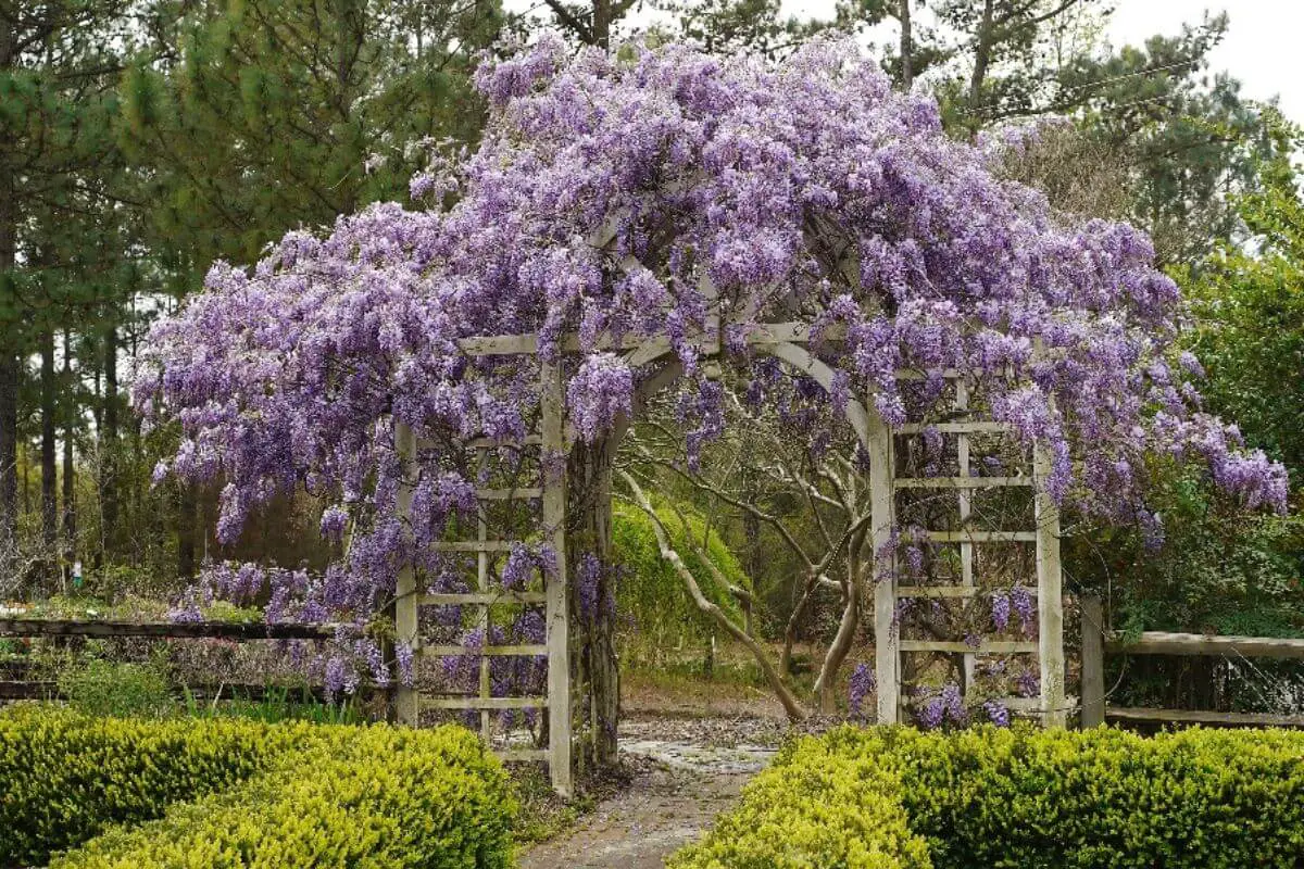 Wisteria Blue Moon Vs Amethyst Falls Choosing The Perfect Wisteria