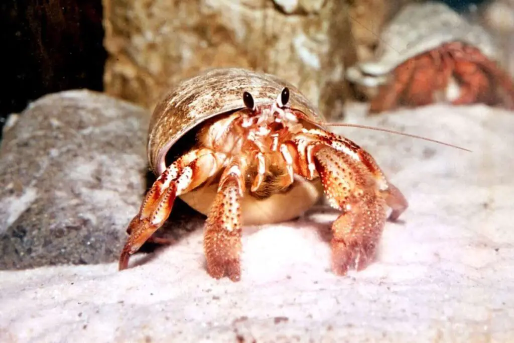 A Spa Day for Hermies: The Ultimate Guide to Giving Your Hermit Crab a ...