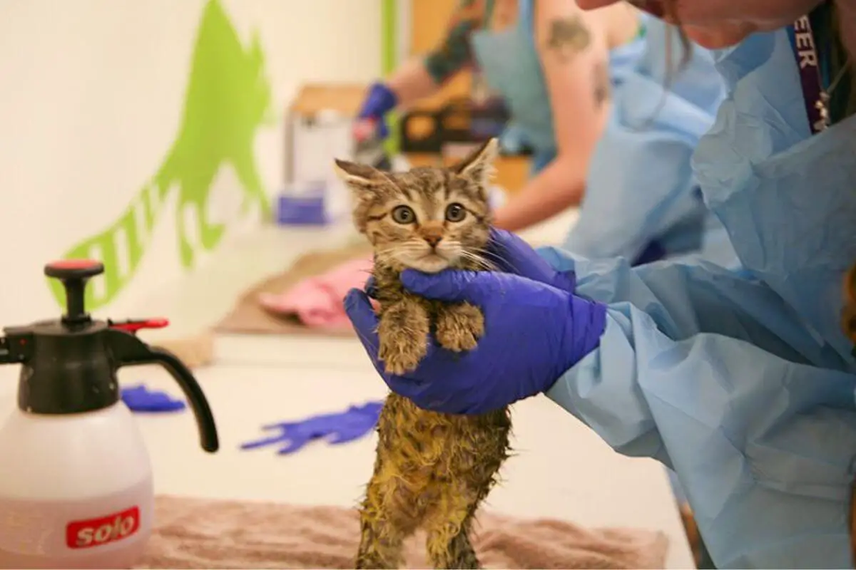 Bathing Your Cat After a Lime Sulfur Dip: What You Need to Know