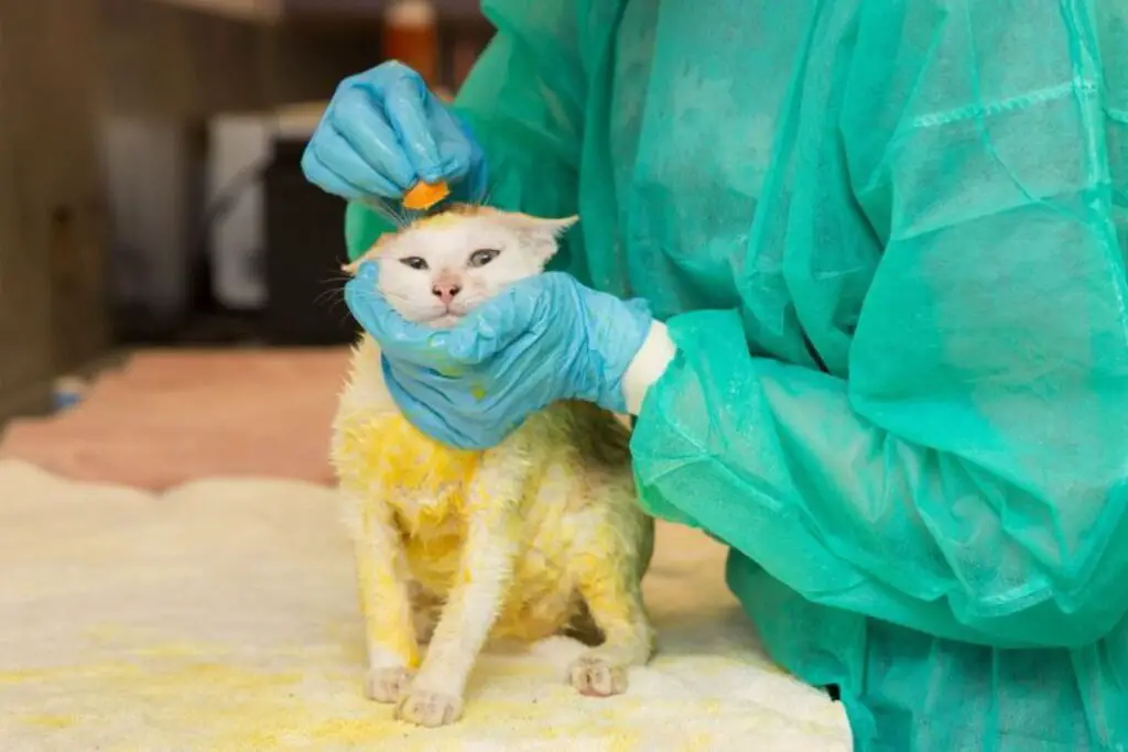 Bathing Your Cat After a Lime Sulfur Dip: What You Need to Know