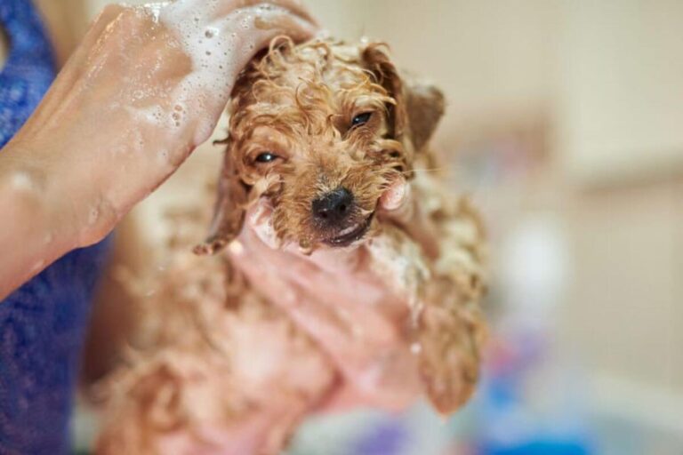 How Often Should You Bathe a Poodle: A Comprehensive Guide