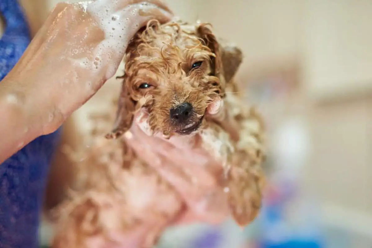 How Often Should You Bathe a Poodle: A Comprehensive Guide