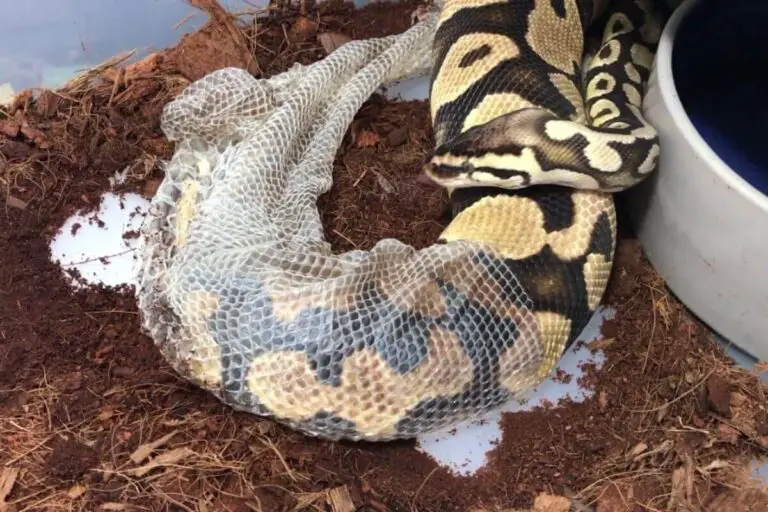 A Serpent Soak: Mastering the Art of Giving Your Snake a Bath