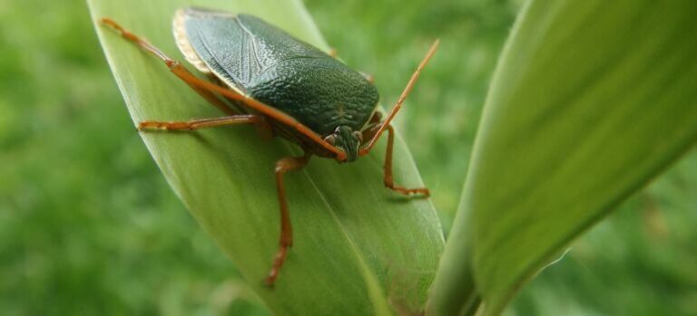 Stink Bug Vs Squash Bug Navigating The World Of Garden Pests