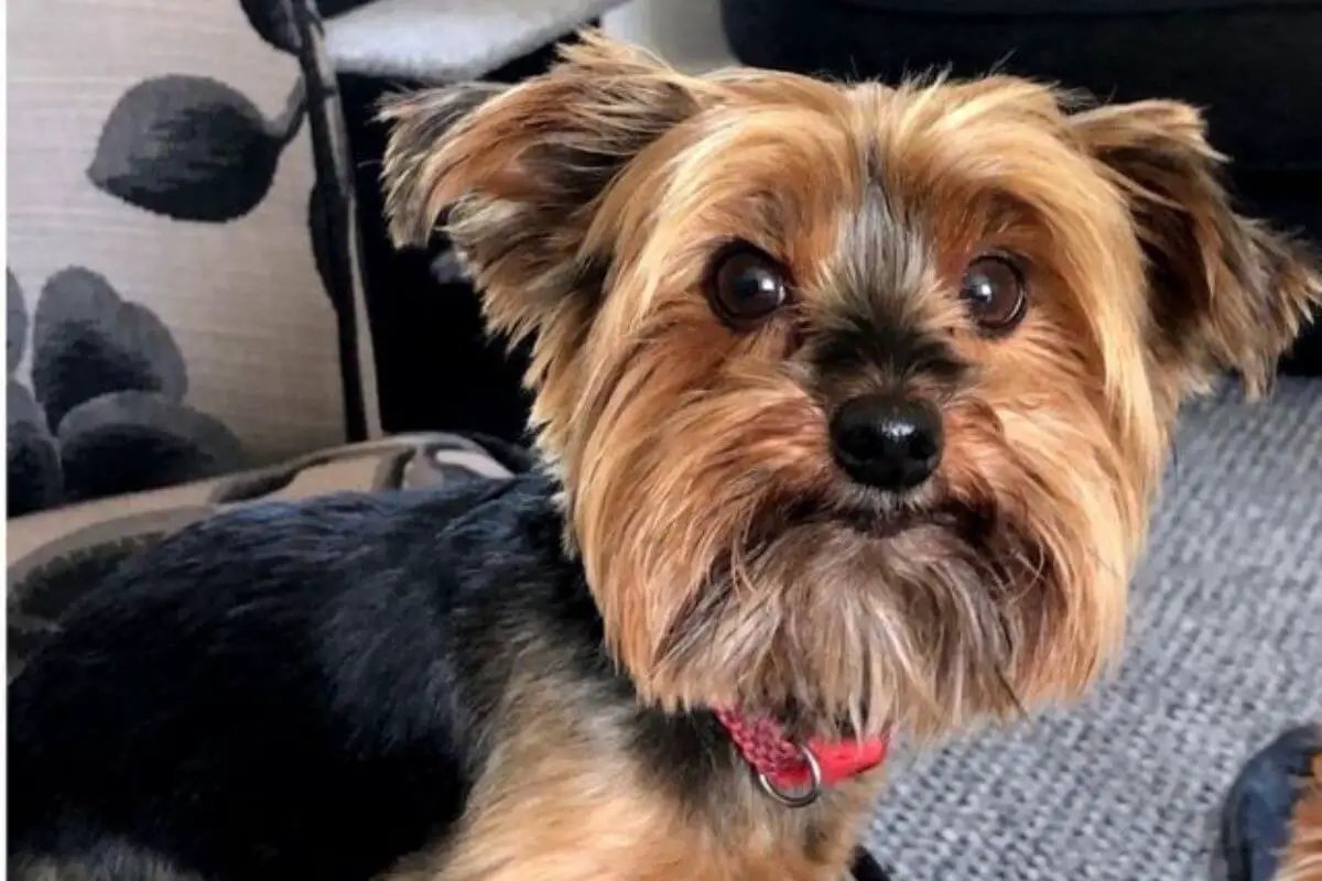 The Yorkie Dilemma: Bathing Twice a Week