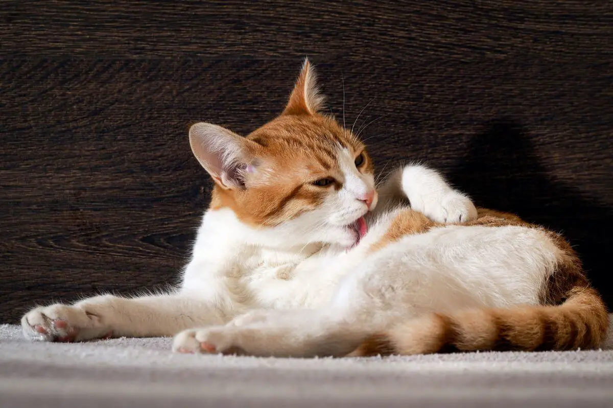 Understanding Cat Shaking After a Bath: Unraveling the Feline Mystery