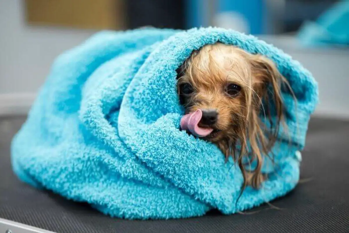 Unveiling the Mystery: Why Your Dog Shakes After a Bath