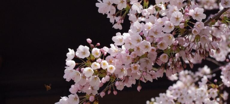 Kwanzan vs Okame Cherry Tree: A Blooming Dilemma