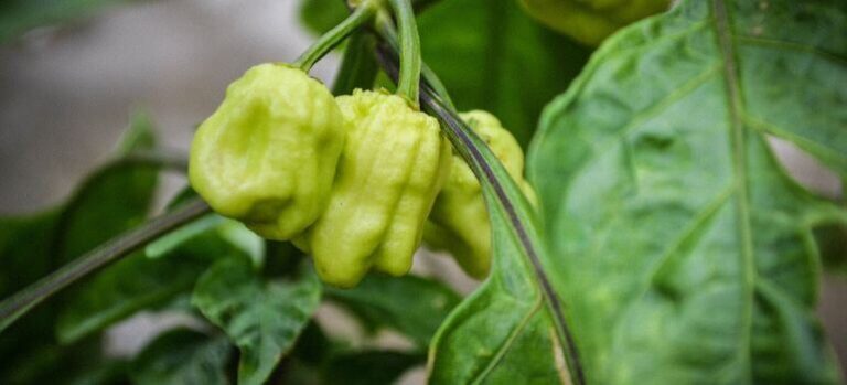 Naga Jolokia vs Bhut Jolokia: A Fiery Showdown
