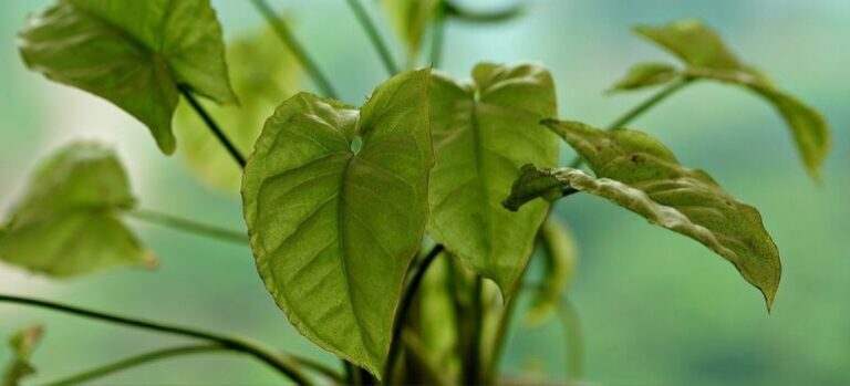 Nephthytis vs Syngonium: A Green Battle