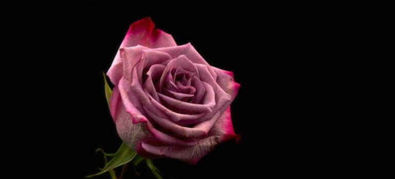 Sweet Juliet vs. Juliet Rose: A Blooming Comparison