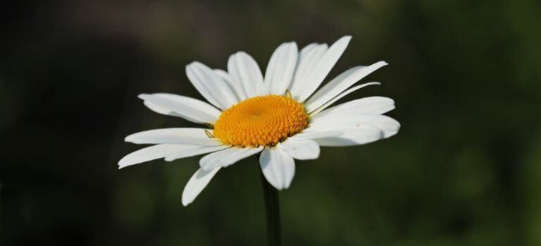 Sunflower vs. Daisy: A Blooming Battle of Beauty
