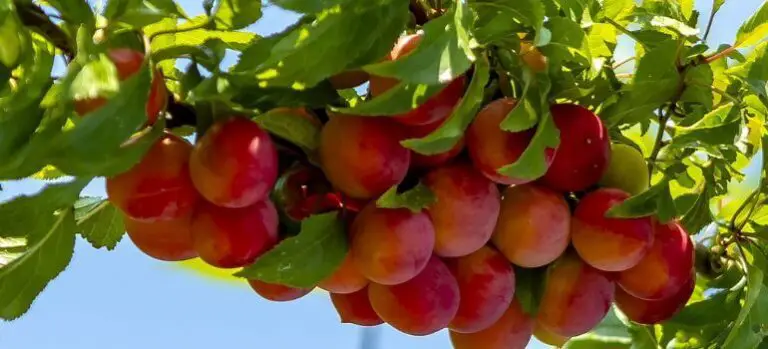 Burgundy Plum vs Santa Rosa: A Delicious Duel of Flavors