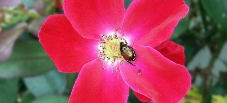 At Last Rose vs Knockout Rose: Which One Blooms Best in Your Garden?