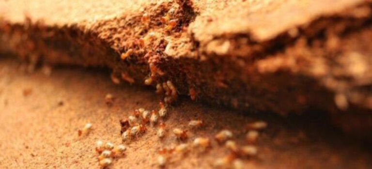 How to Get Rid of Tiny Bugs on Ceiling: A Comprehensive Guide